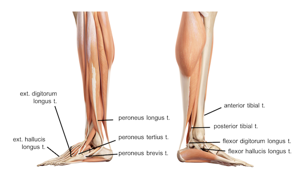 Left Leg Ligaments SMRT Lower Leg Foot MASSAGE Magazine It Left Leg Ligaments SMRT Lower Leg Foot MASSAGE Magazine It